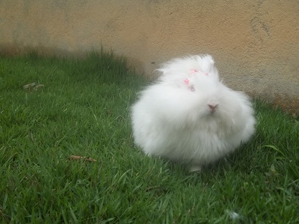 Mini Angorá :: Casa dos Coelhos e Cia